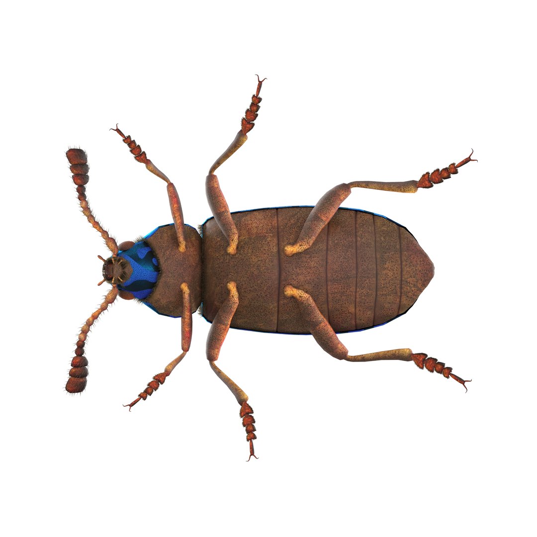 Necrobia Rufipes Beetle 3d Model