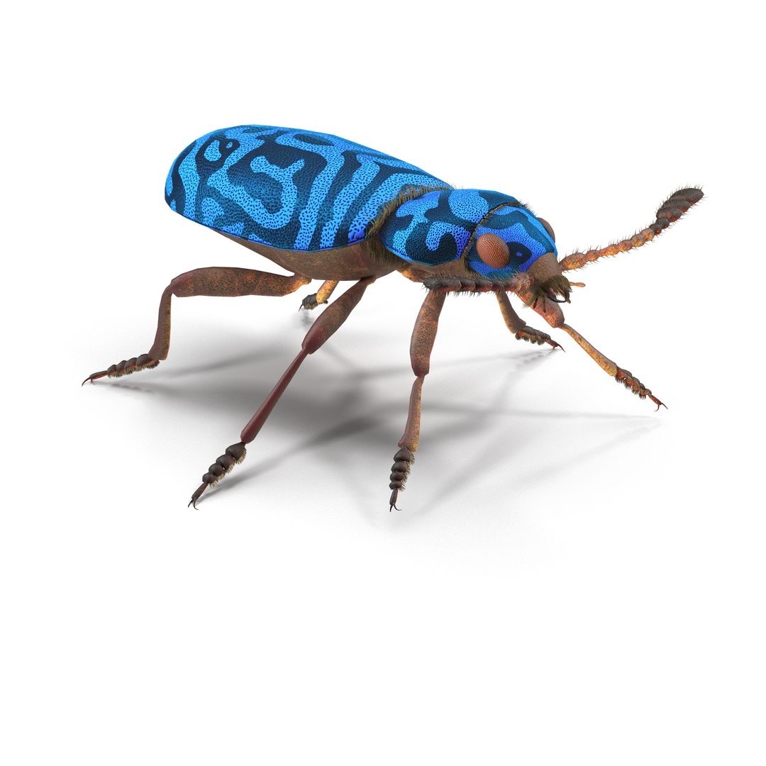 Necrobia Rufipes Beetle 3d Model