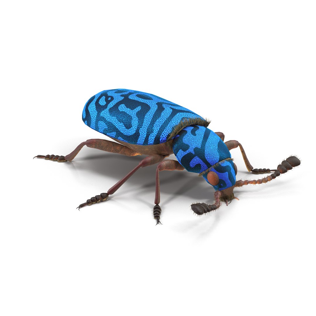 Necrobia Rufipes Beetle 3d Model