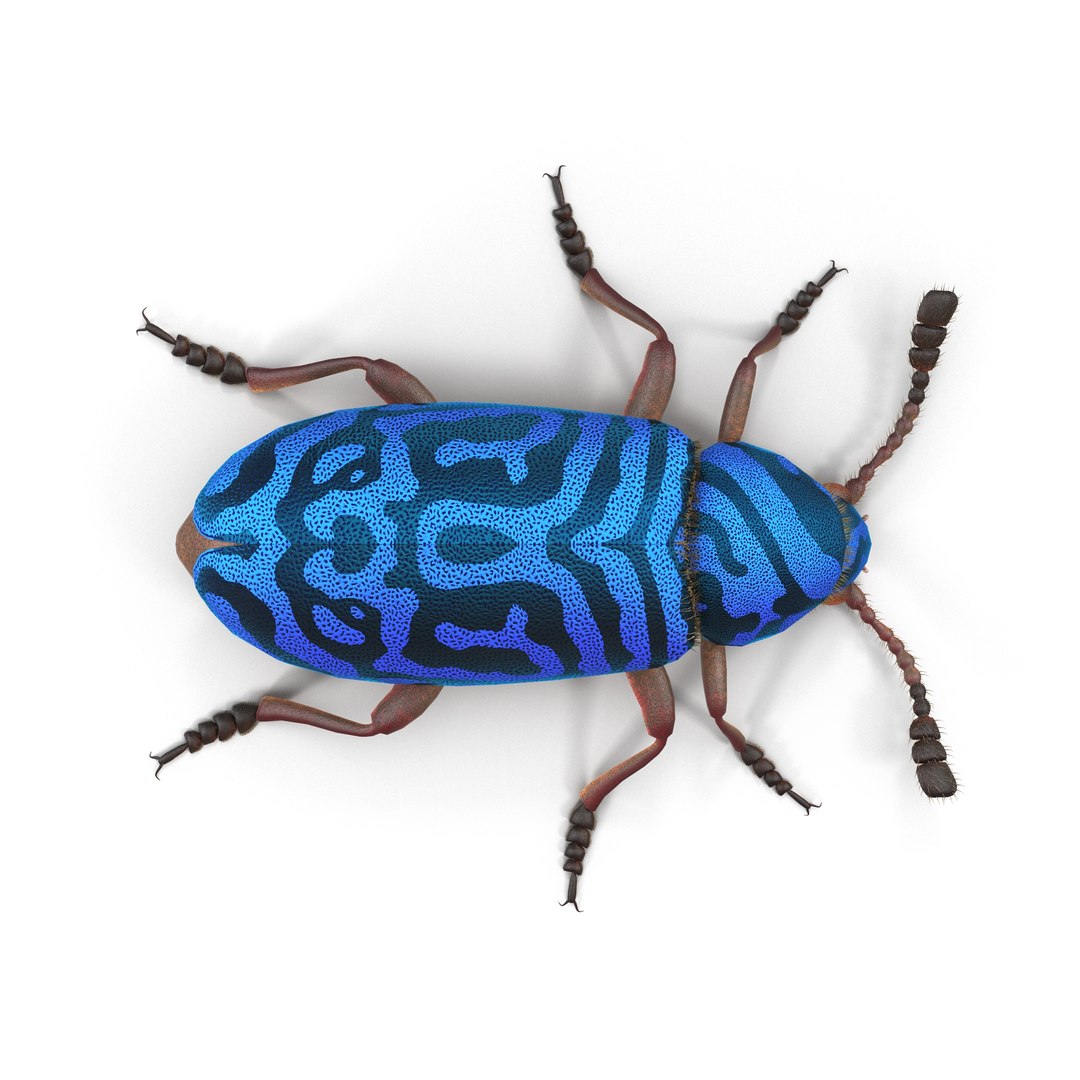 Necrobia Rufipes Beetle 3d Model