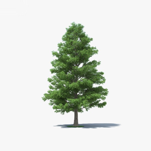 Yellow cypress tree 3D - TurboSquid 1280923