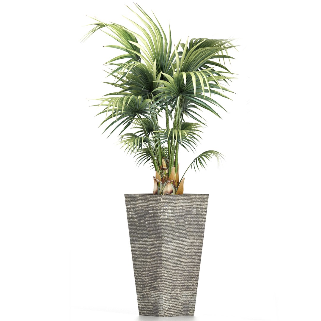 3D Sabal Minor - TurboSquid 1687017