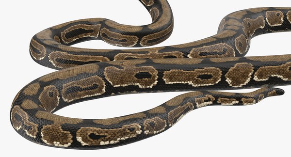 Brown python snake rigged model - TurboSquid 1434023