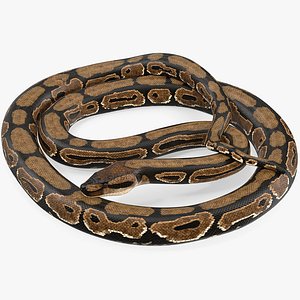 3D Snake Models - Browse & Download Formats - TurboSquid