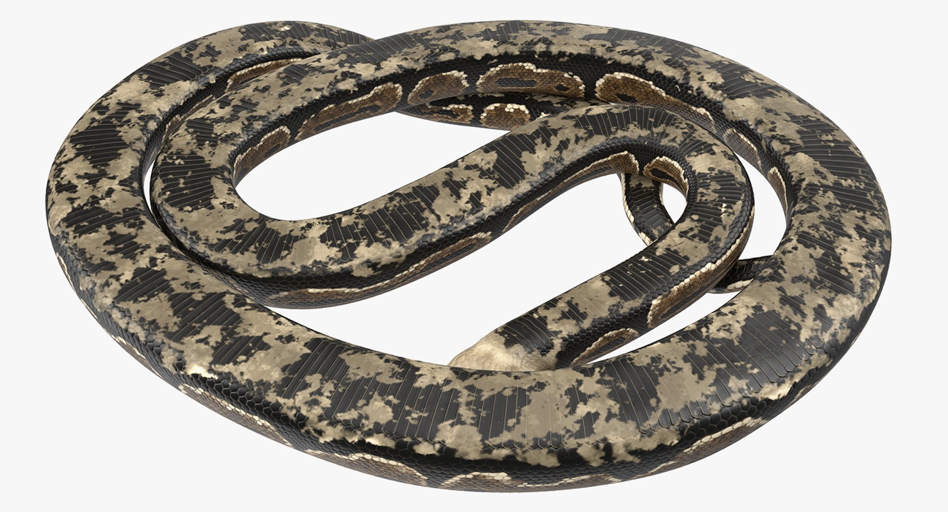 Brown python snake rigged model - TurboSquid 1434023