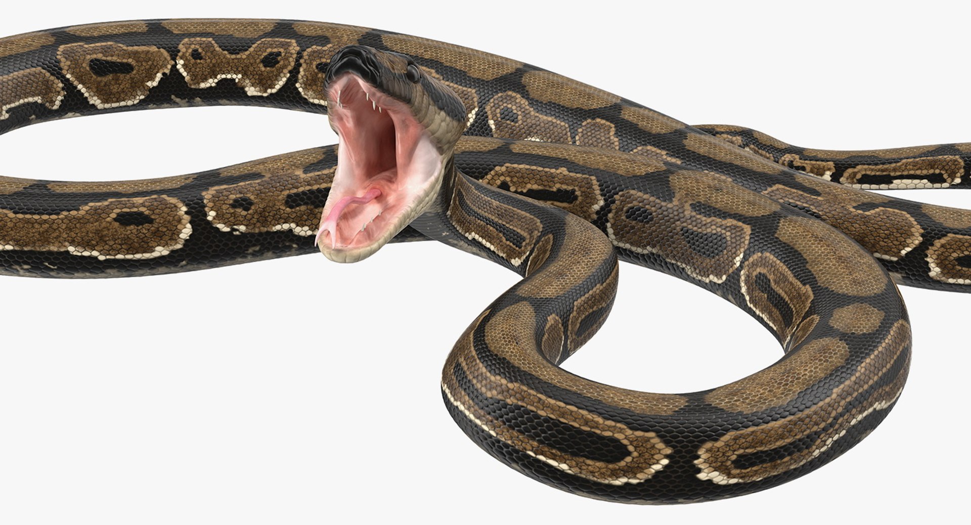 Brown python snake rigged model - TurboSquid 1434023