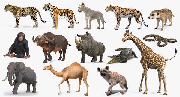 modelo 3d Rigged African Animals Collection 11 - TurboSquid 1957888