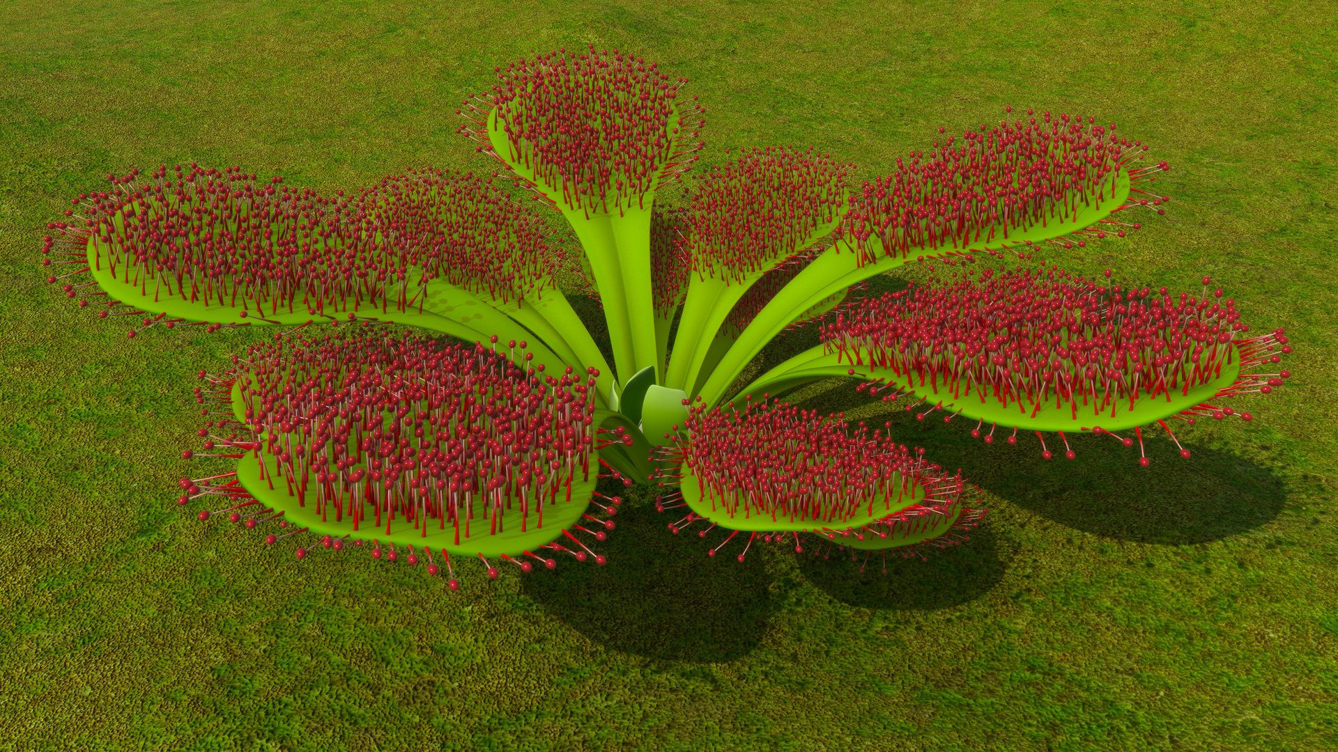 Sundews Drosera 3D - TurboSquid 2210436