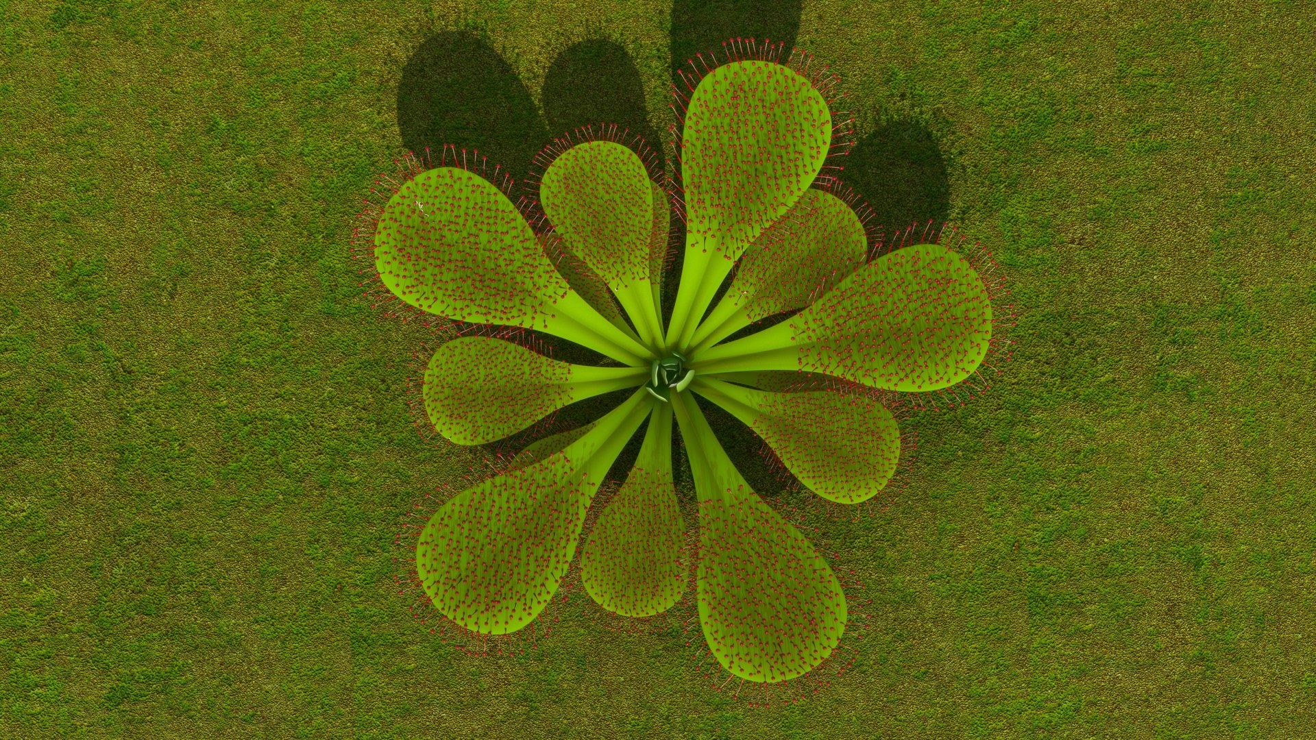 Sundews Drosera 3D - TurboSquid 2210436