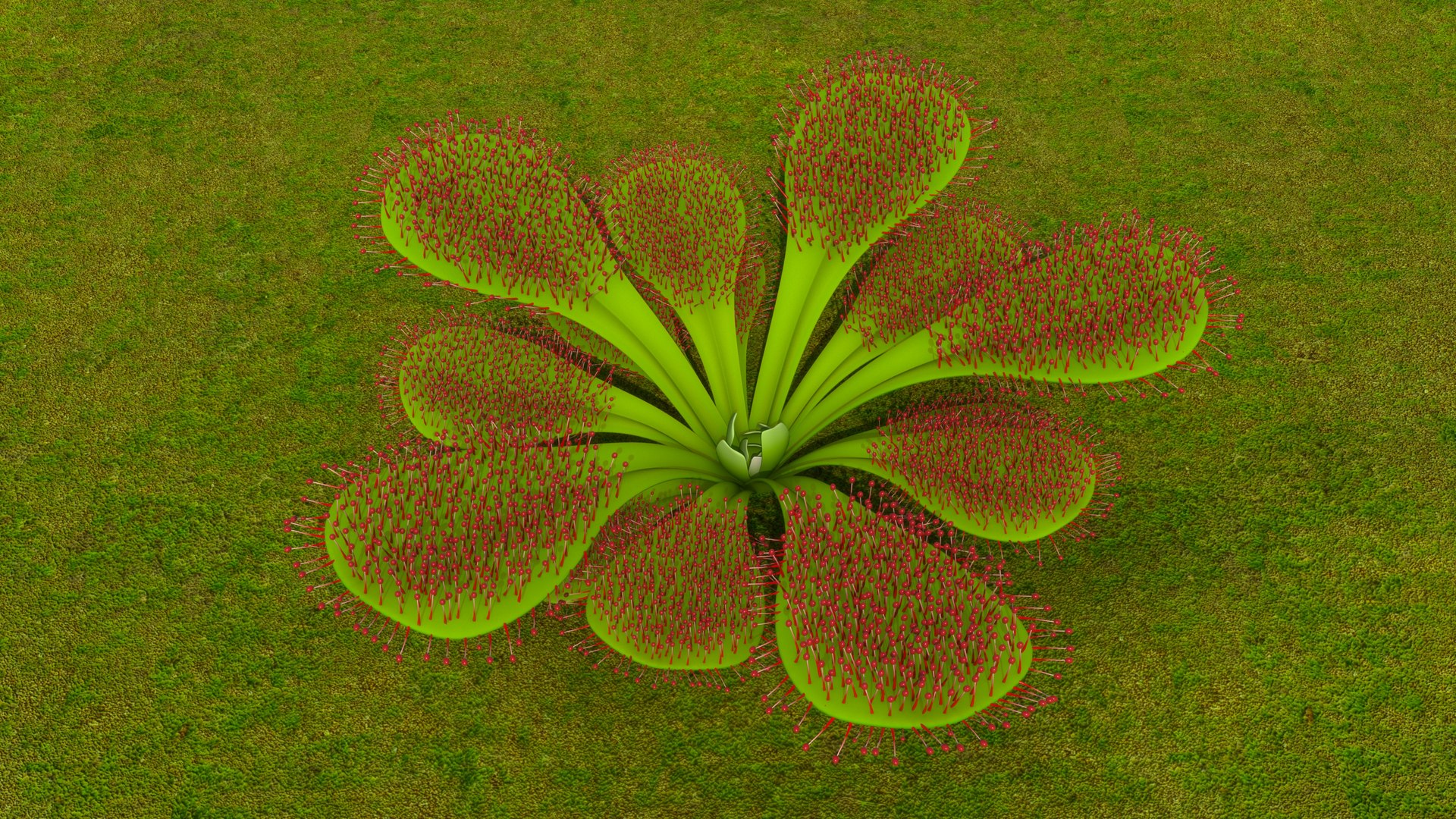 Sundews Drosera 3D - TurboSquid 2210436