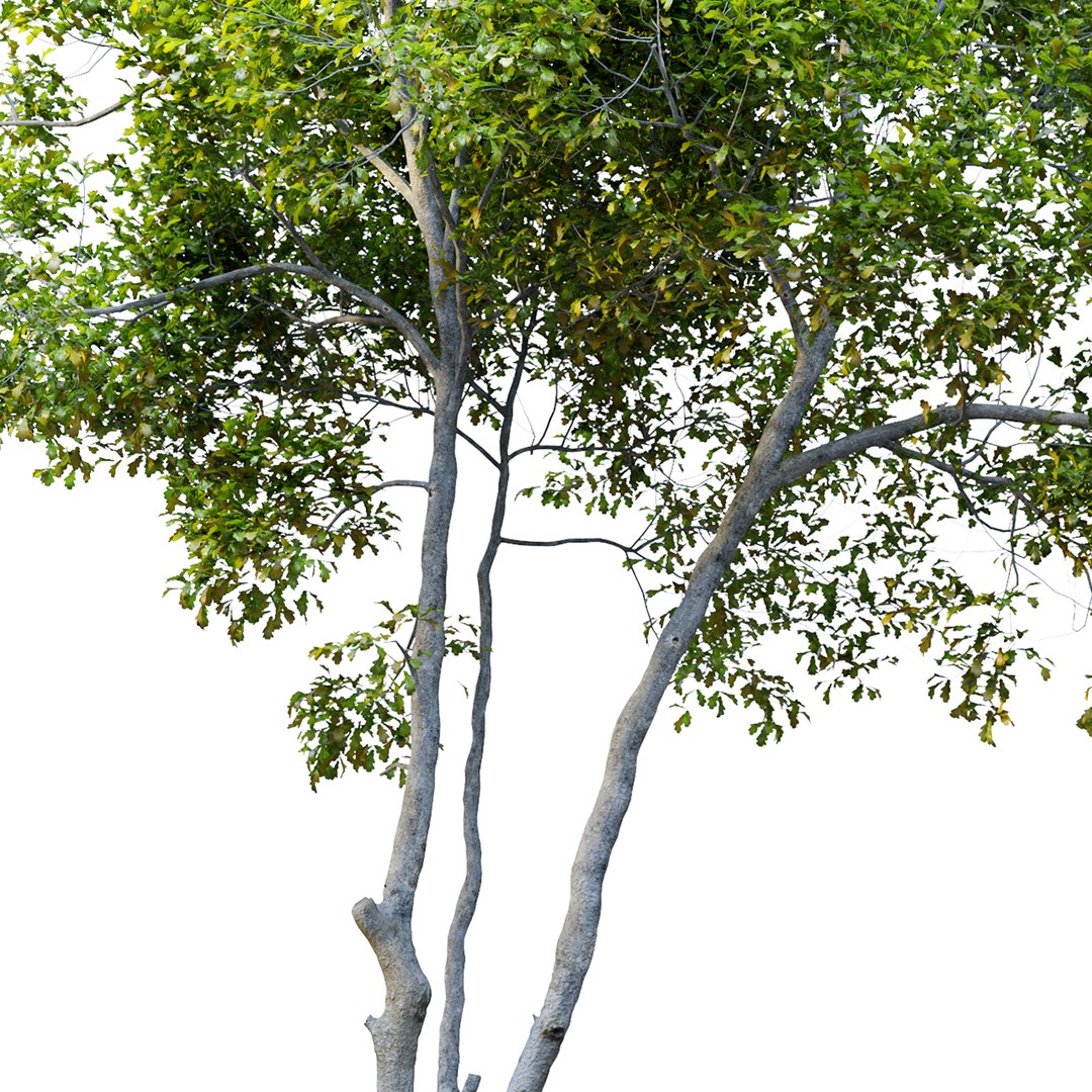 3D Model Oak Tree 3 - TurboSquid 1947824