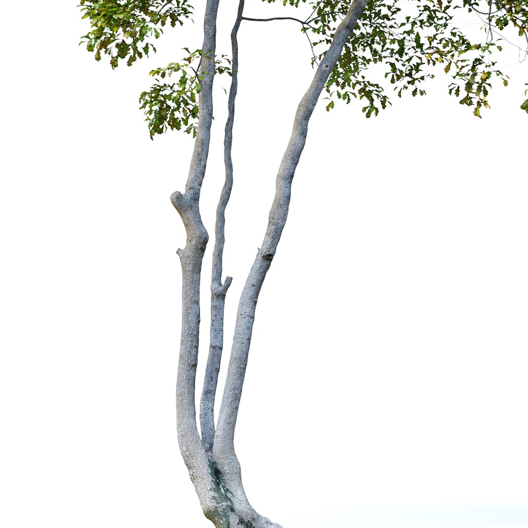 3D Model Oak Tree 3 - TurboSquid 1947824