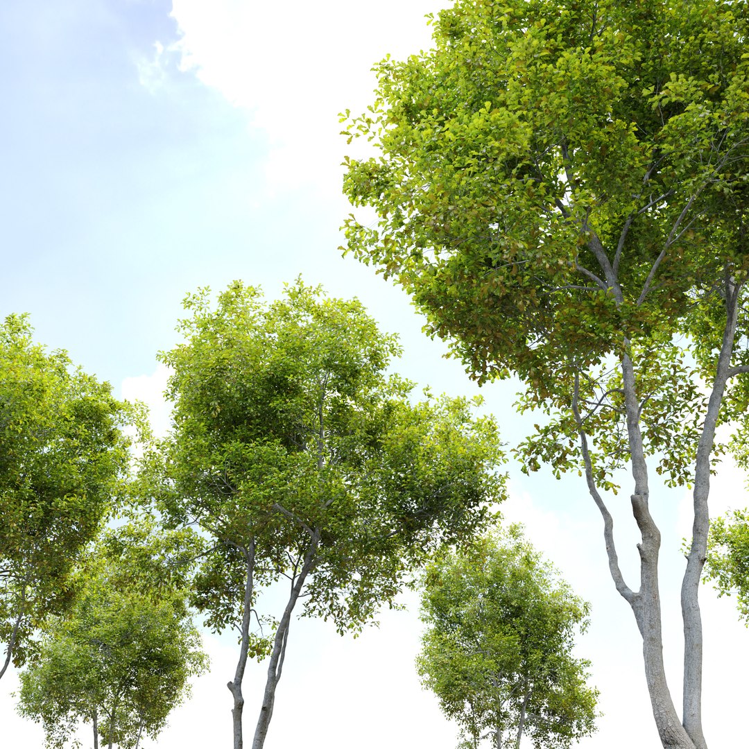 3D Model Oak Tree 3 - TurboSquid 1947824