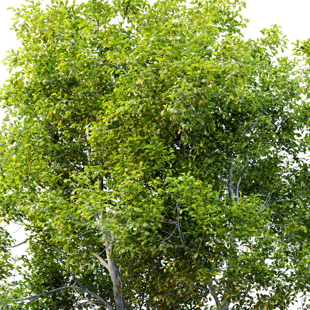 3D Model Oak Tree 3 - TurboSquid 1947824