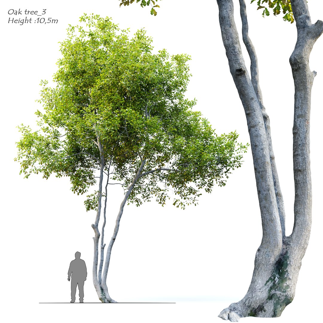 3D Model Oak Tree 3 - TurboSquid 1947824