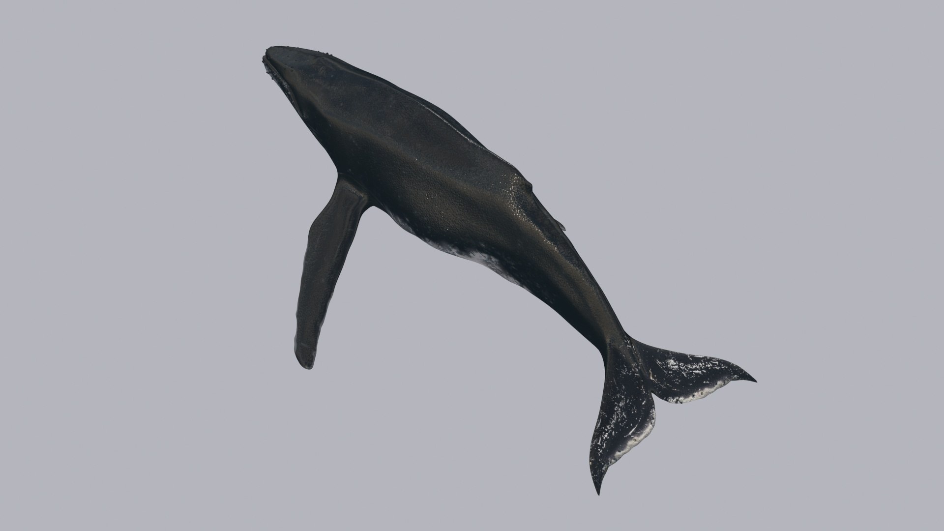 3D Accurate Humpback Whale 8K - 3d Animated Model - TurboSquid 2170338