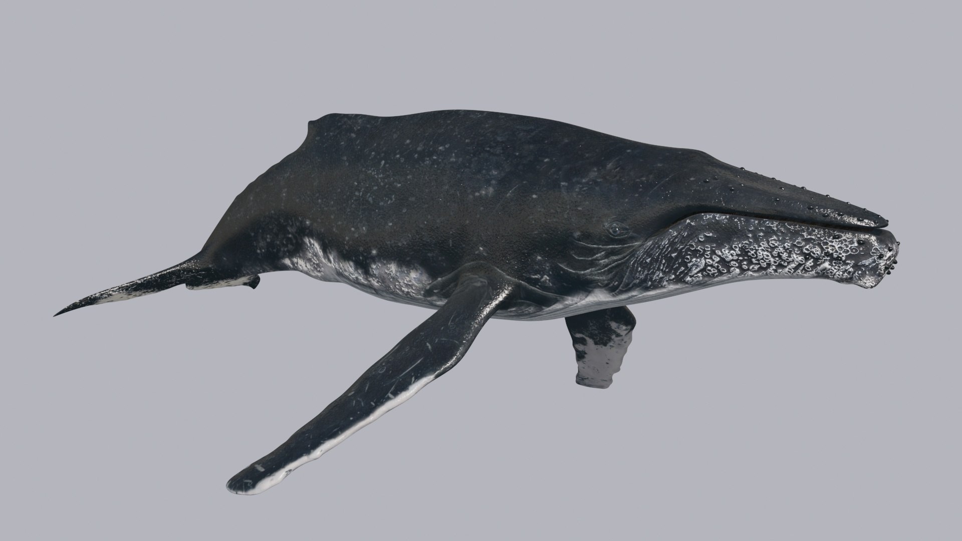 3D Accurate Humpback Whale 8K - 3d Animated Model - TurboSquid 2170338