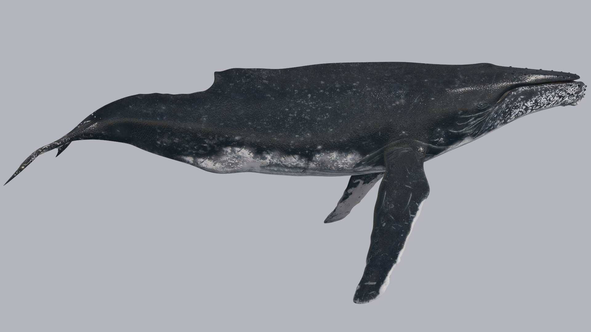 3D Accurate Humpback Whale 8K - 3d Animated Model - TurboSquid 2170338