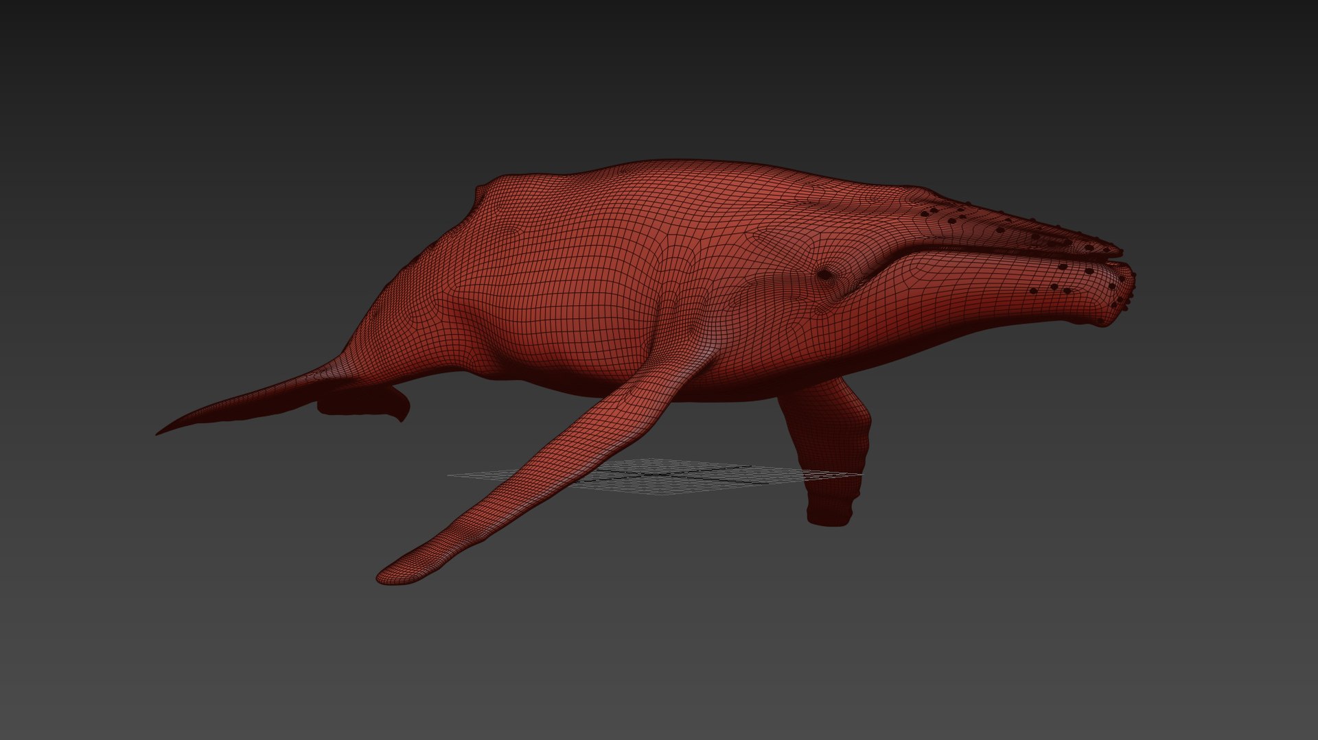 3D Accurate Humpback Whale 8K - 3d Animated Model - TurboSquid 2170338