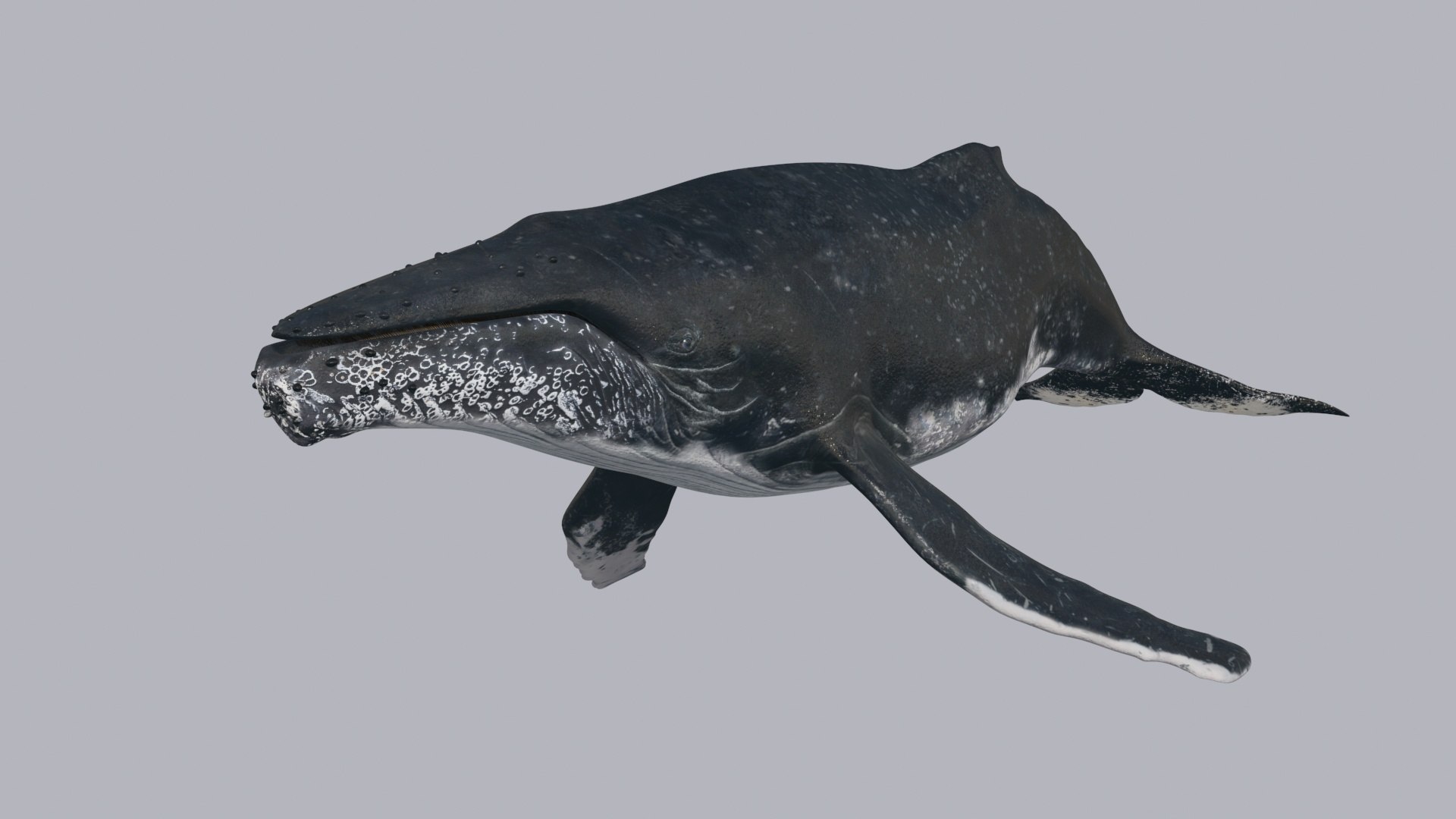 3D Accurate Humpback Whale 8K - 3d Animated Model - TurboSquid 2170338
