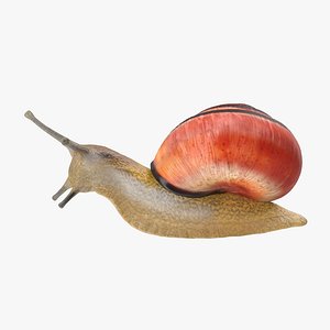 Invertebrate 3D Models for Download | TurboSquid