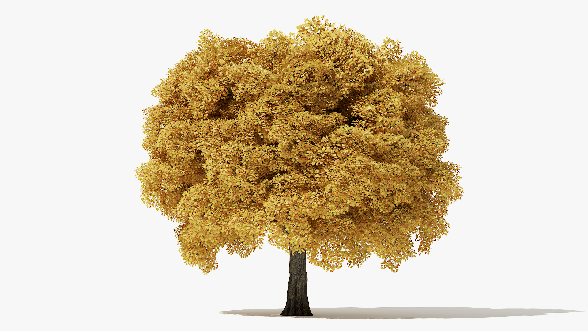 Autumn Norway Maple Tree 3D Model - TurboSquid 1478920