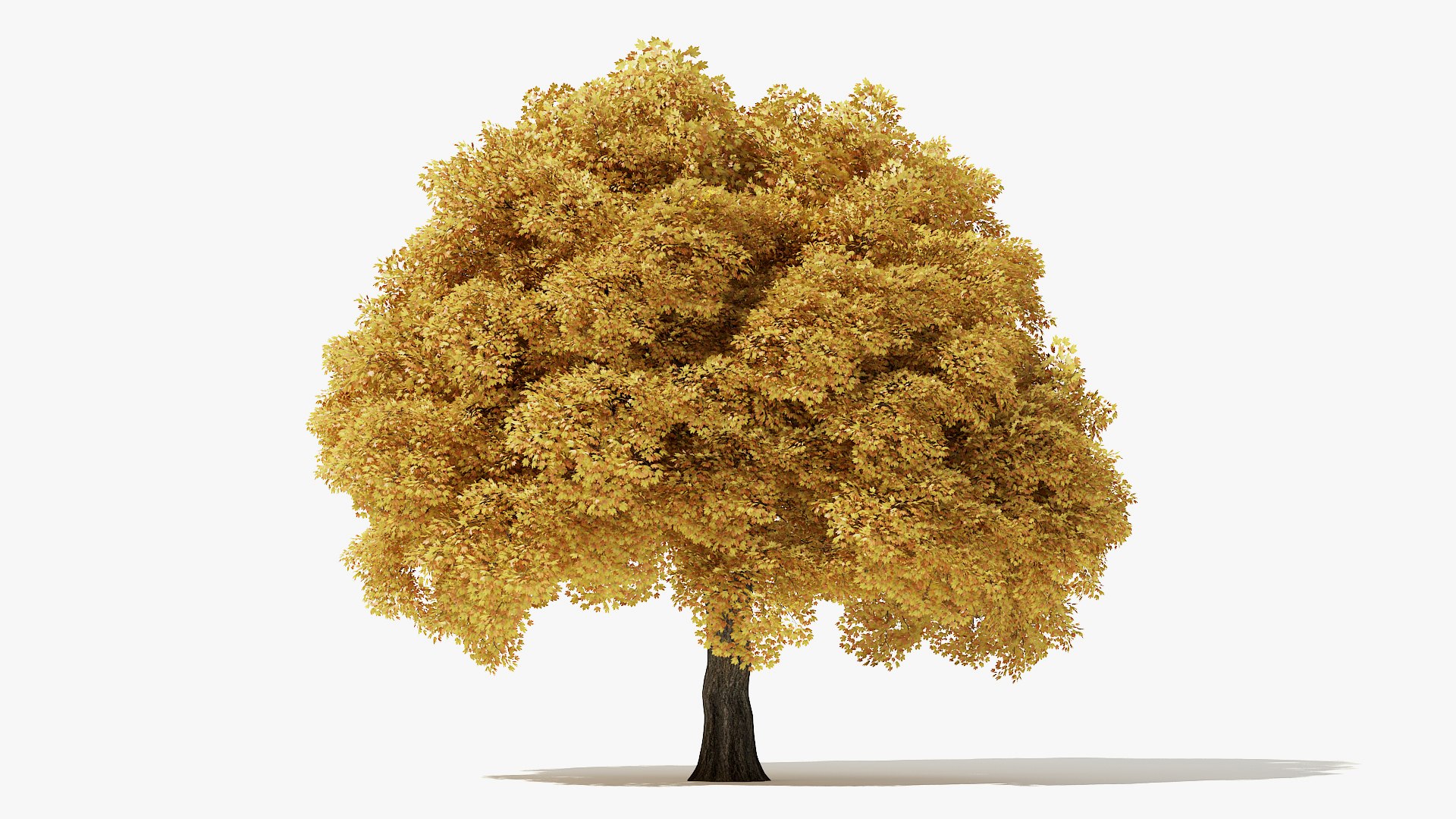 Autumn Norway Maple Tree 3D Model - TurboSquid 1478920