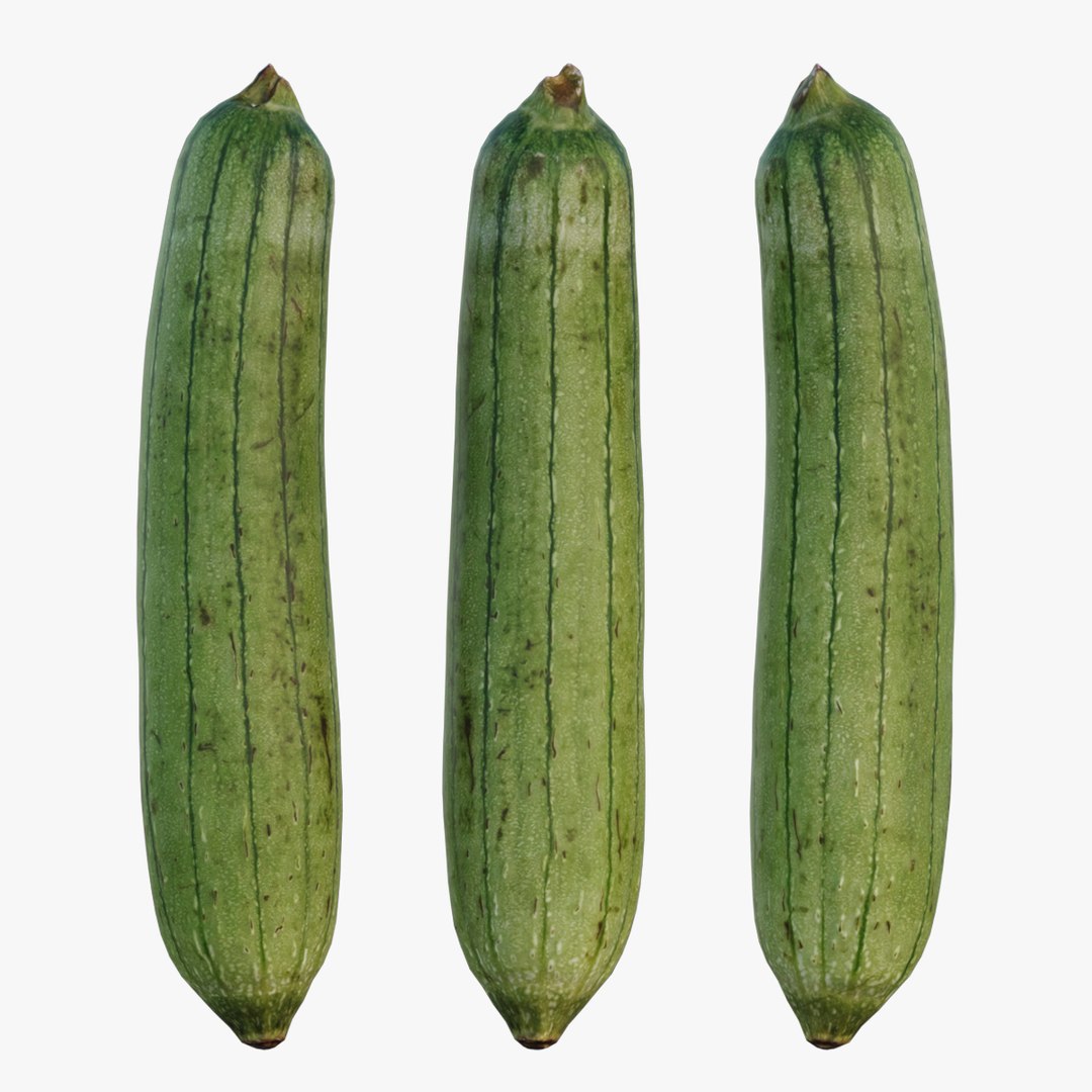 Sponge Gourd 3D - TurboSquid 1903293