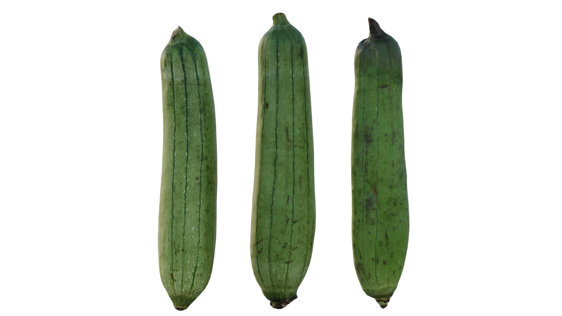 Sponge Gourd 3D - TurboSquid 1903293