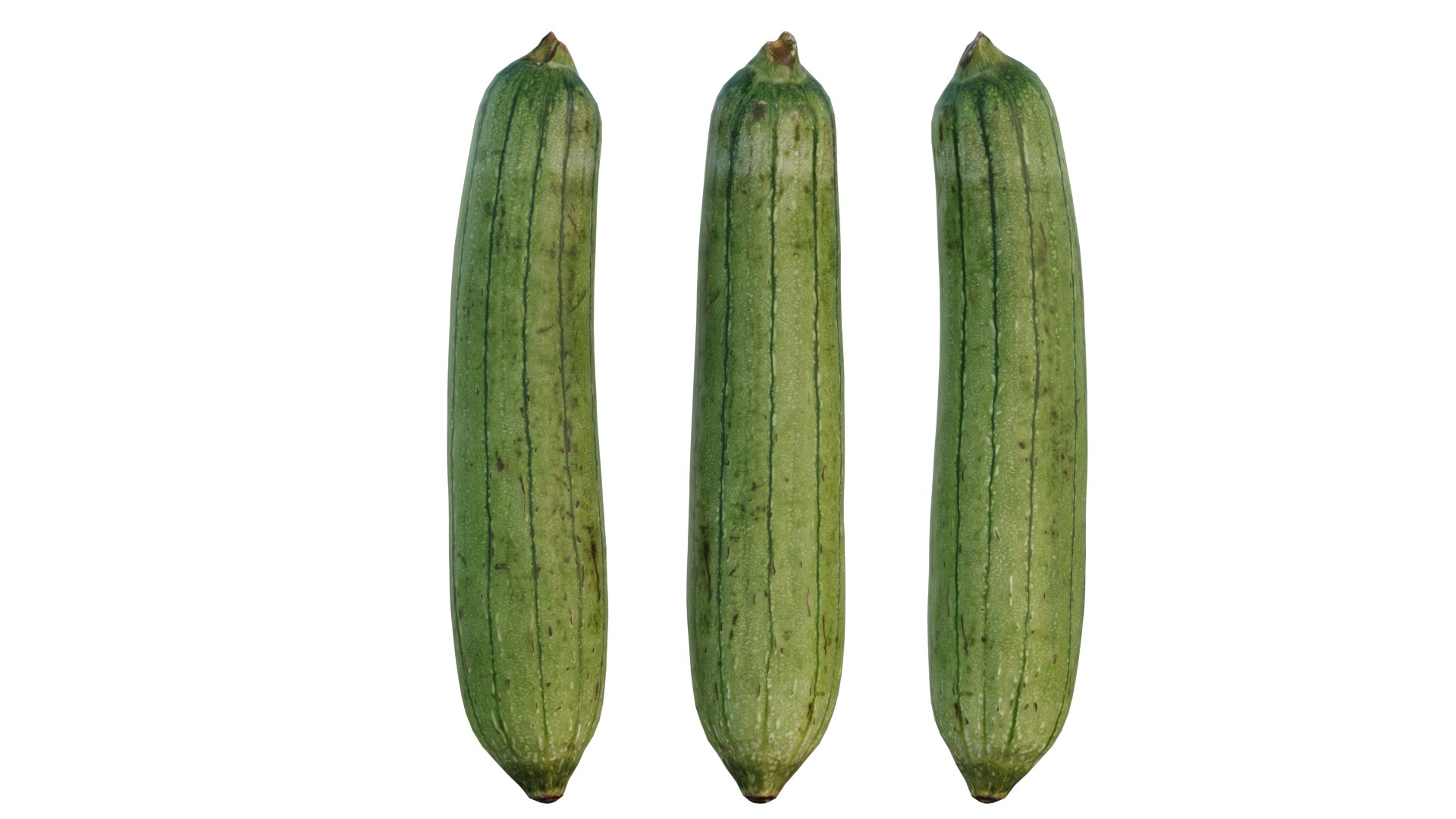 Sponge Gourd 3D - TurboSquid 1903293