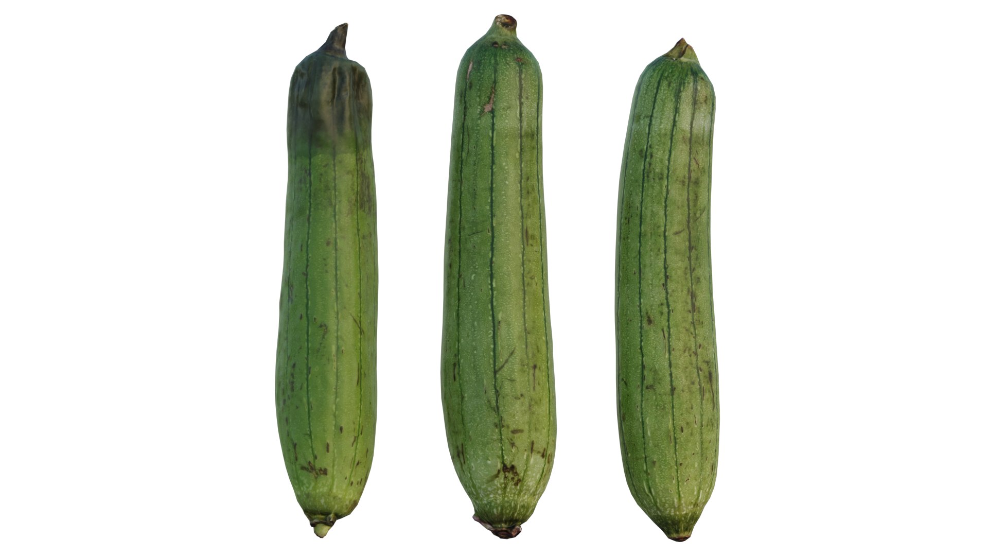 Sponge Gourd 3D - TurboSquid 1903293