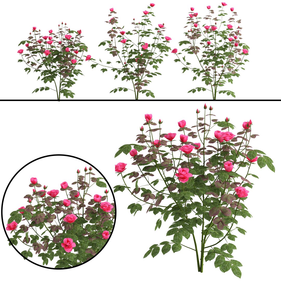 3D Model Rose Plant02 - TurboSquid 1950375