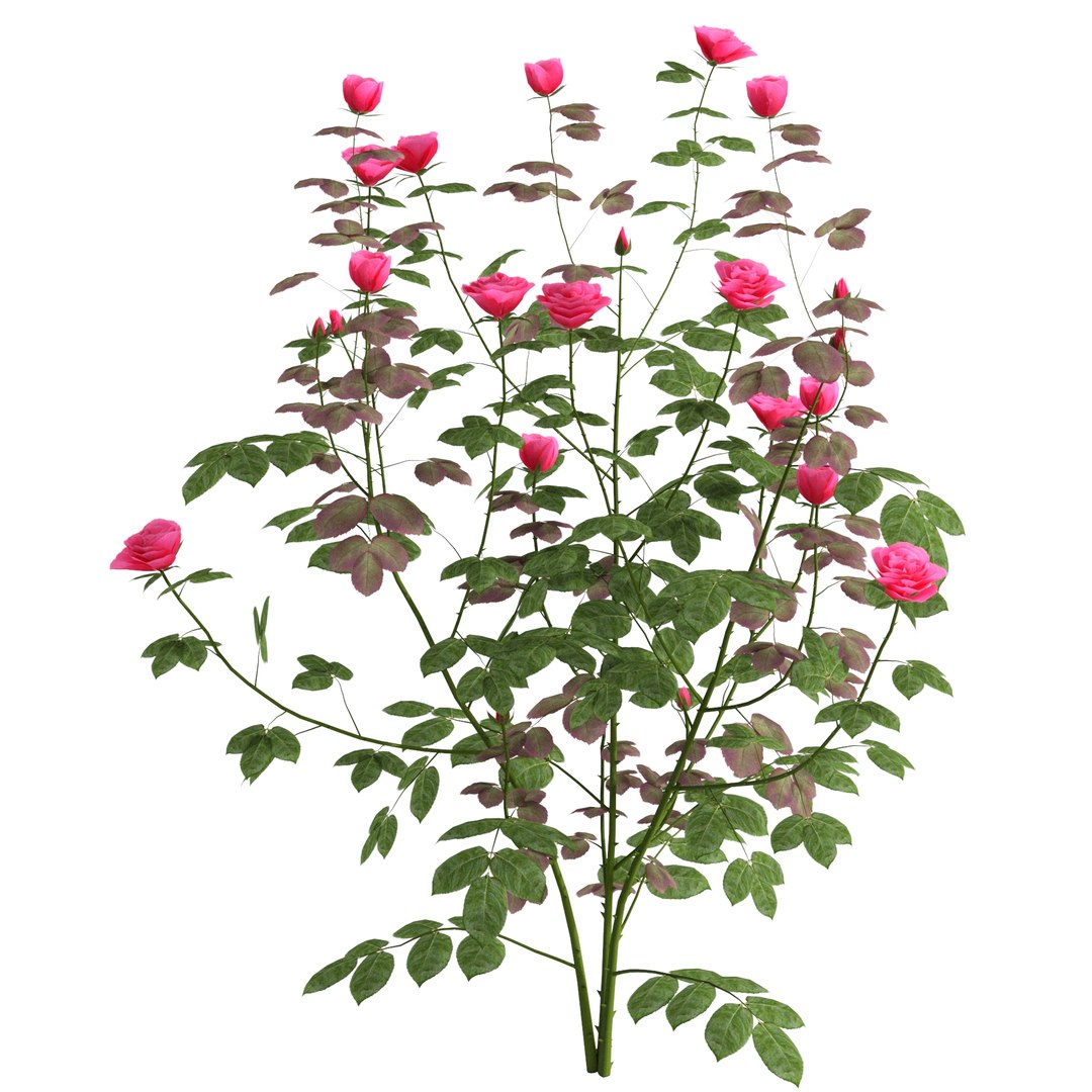 3D Model Rose Plant02 - TurboSquid 1950375
