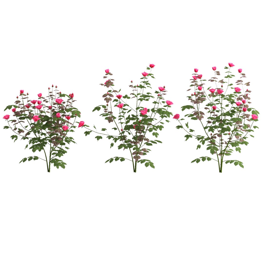 3D Model Rose Plant02 - TurboSquid 1950375