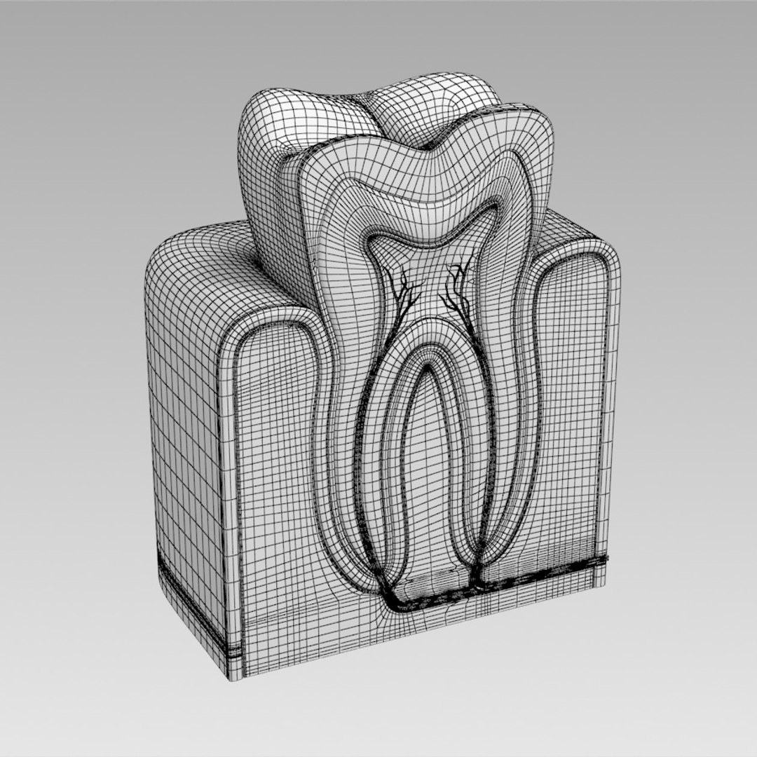 3d Tooth Cross Section