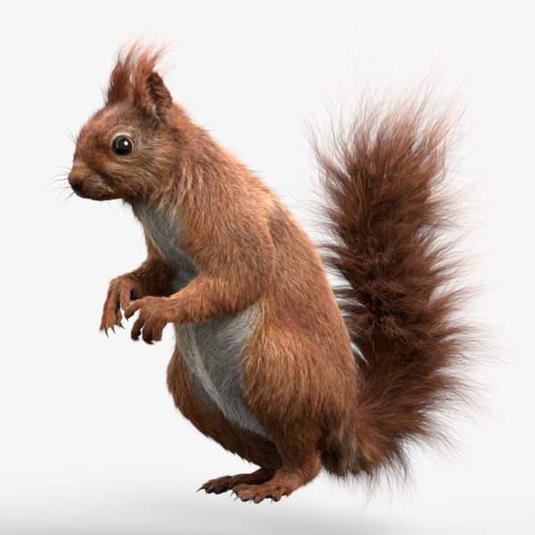 Squirrel 3D Models for Download | TurboSquid