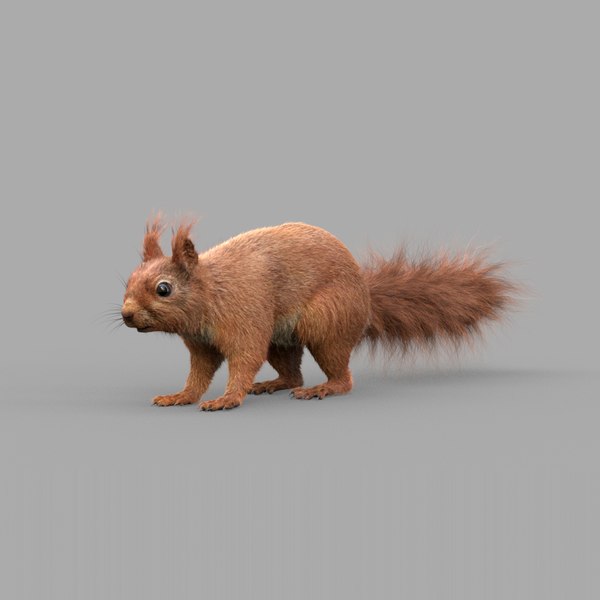 modelo 3d ardilla - TurboSquid 1372687