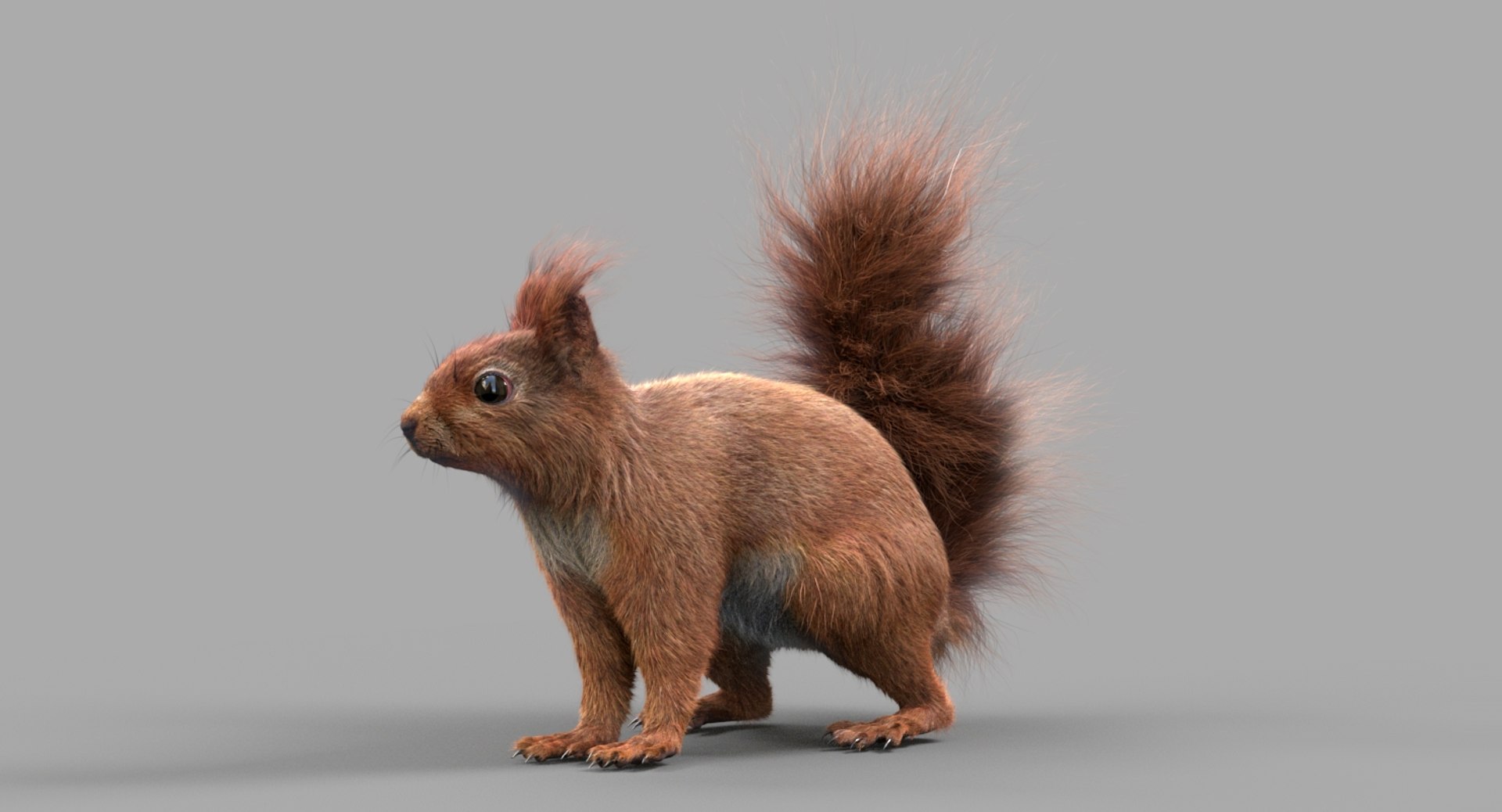 Squirrel 3D Model - TurboSquid 1372687