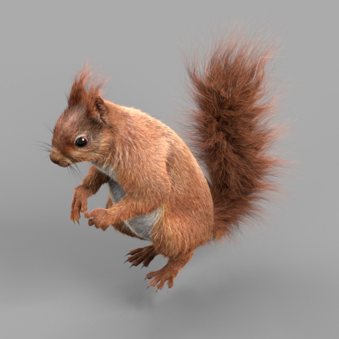 Squirrel 3D Model - TurboSquid 1372687