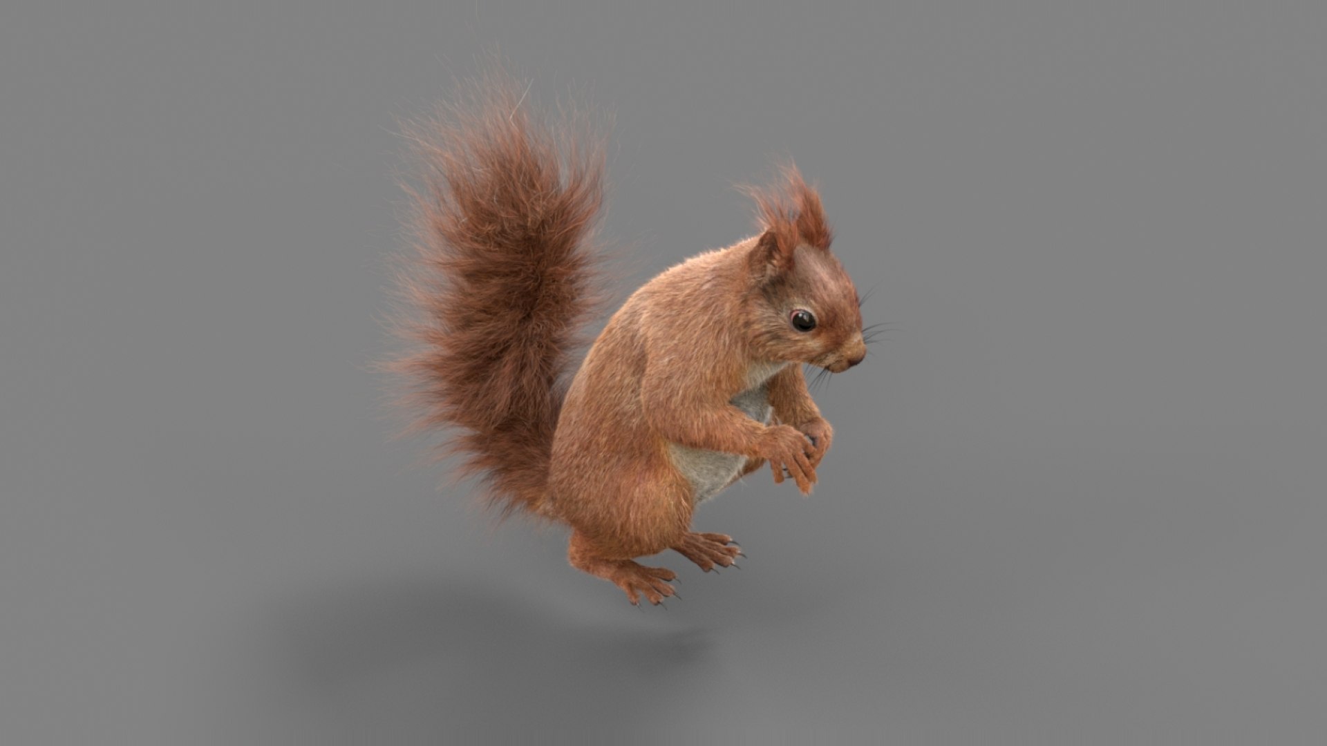 Squirrel 3D model - TurboSquid 1372687