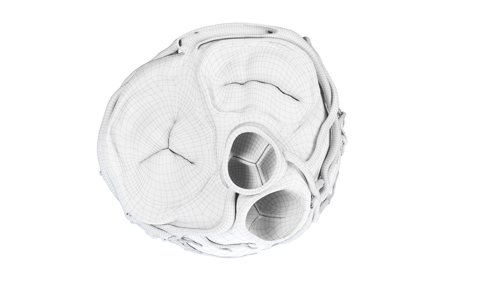 Heart Cross Section Transverse Static 3D Model - TurboSquid 1984744