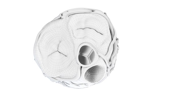 modèle 3D de Coupe transversale du cœur Statique transversale ...