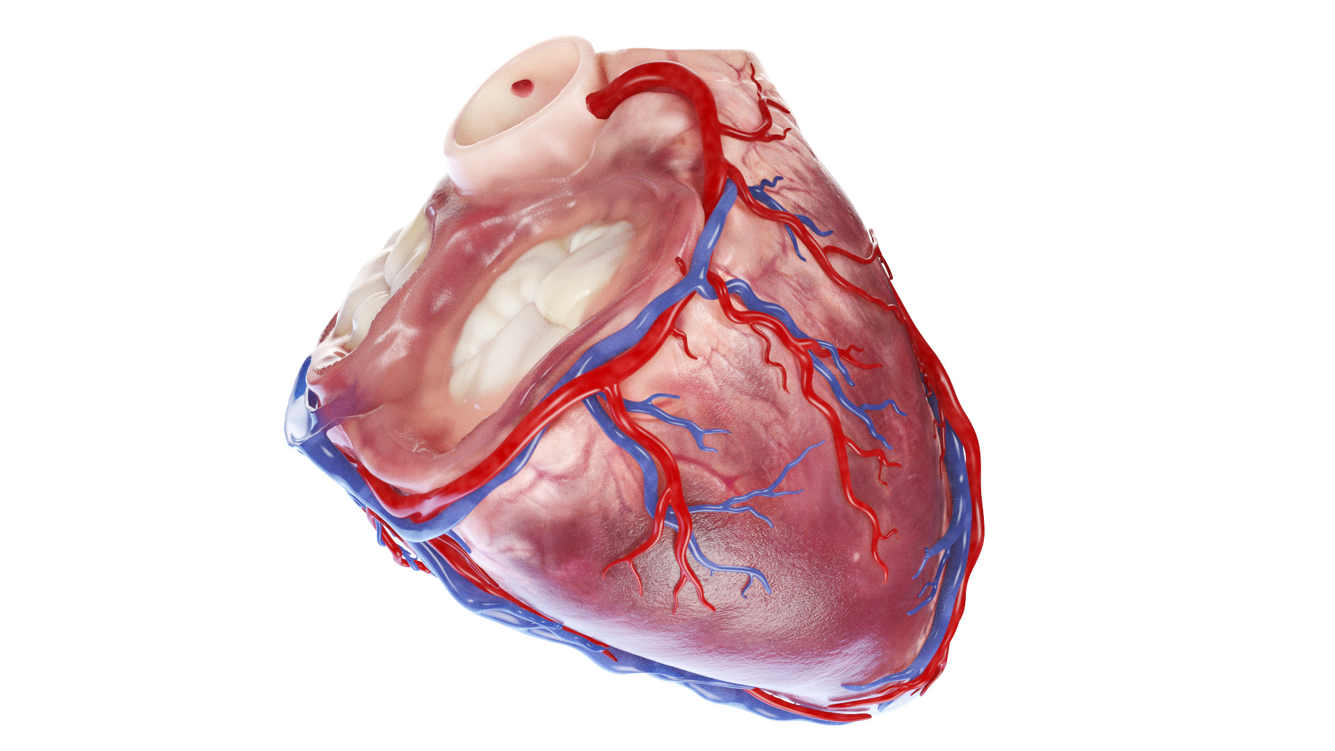 Heart Cross Section Transverse Static 3D Model - TurboSquid 1984744