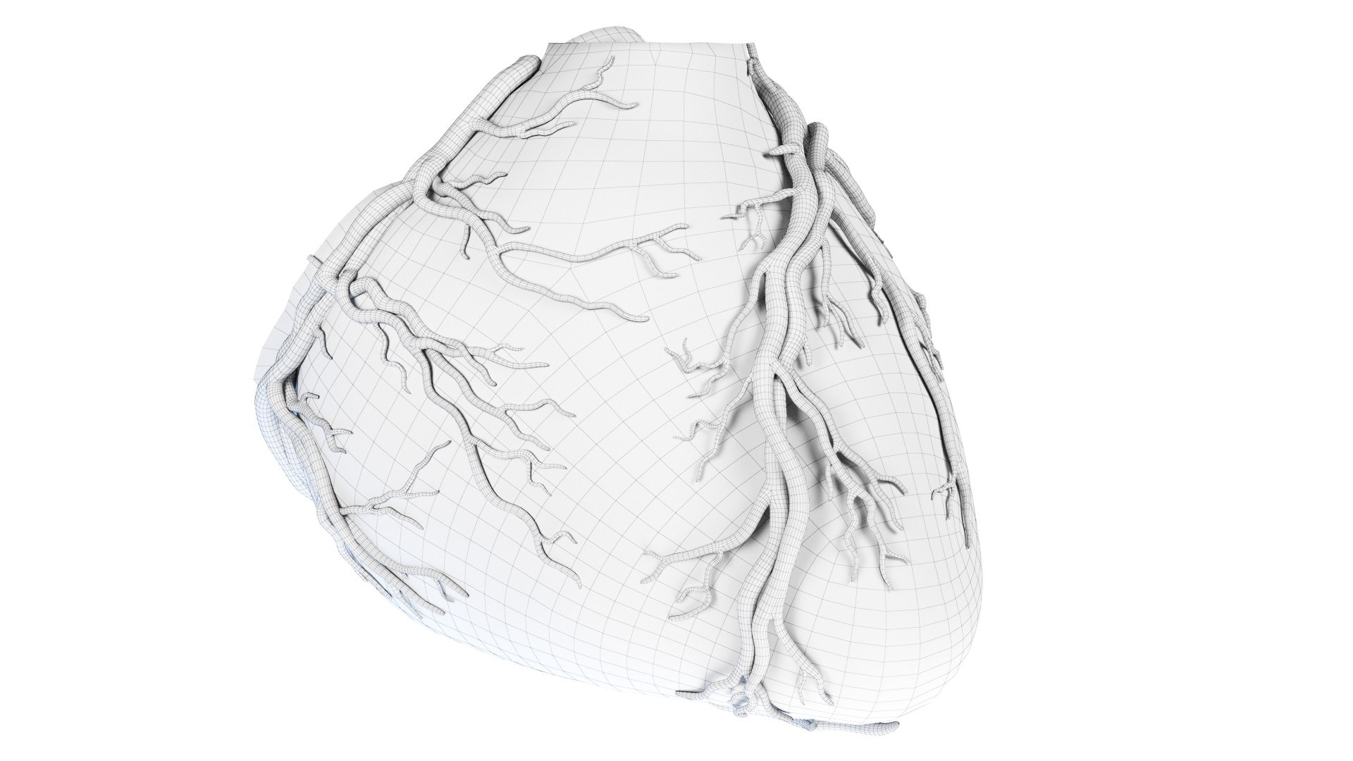 Heart Cross Section Transverse Static 3D Model - TurboSquid 1984744
