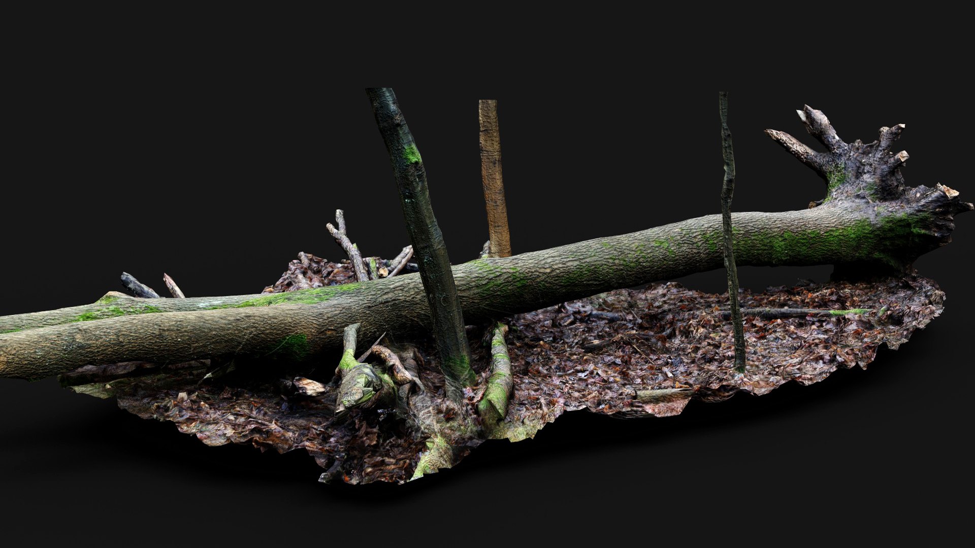 3D Forest Ground Mossy Tree Trunks Debris Pt12 Photogrammetry ...