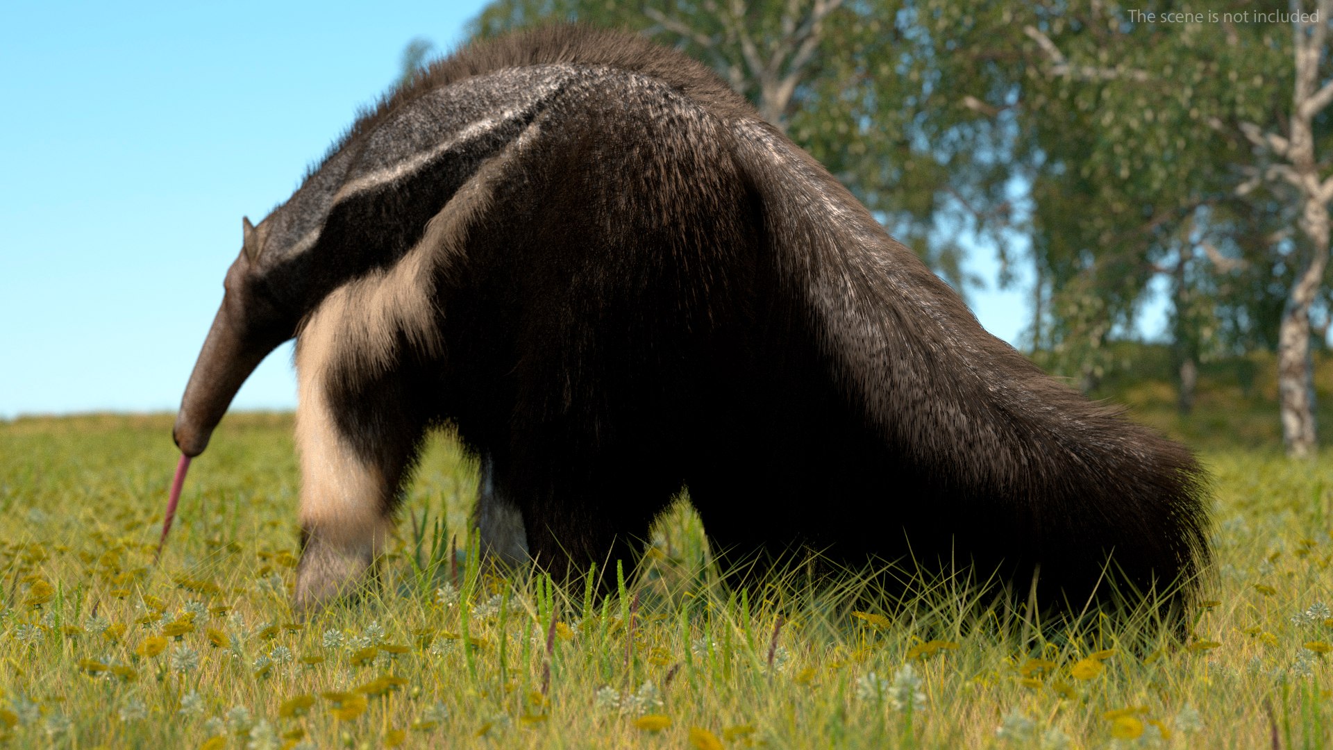 Anteater Standing Pose Fur 3D - TurboSquid 1839984