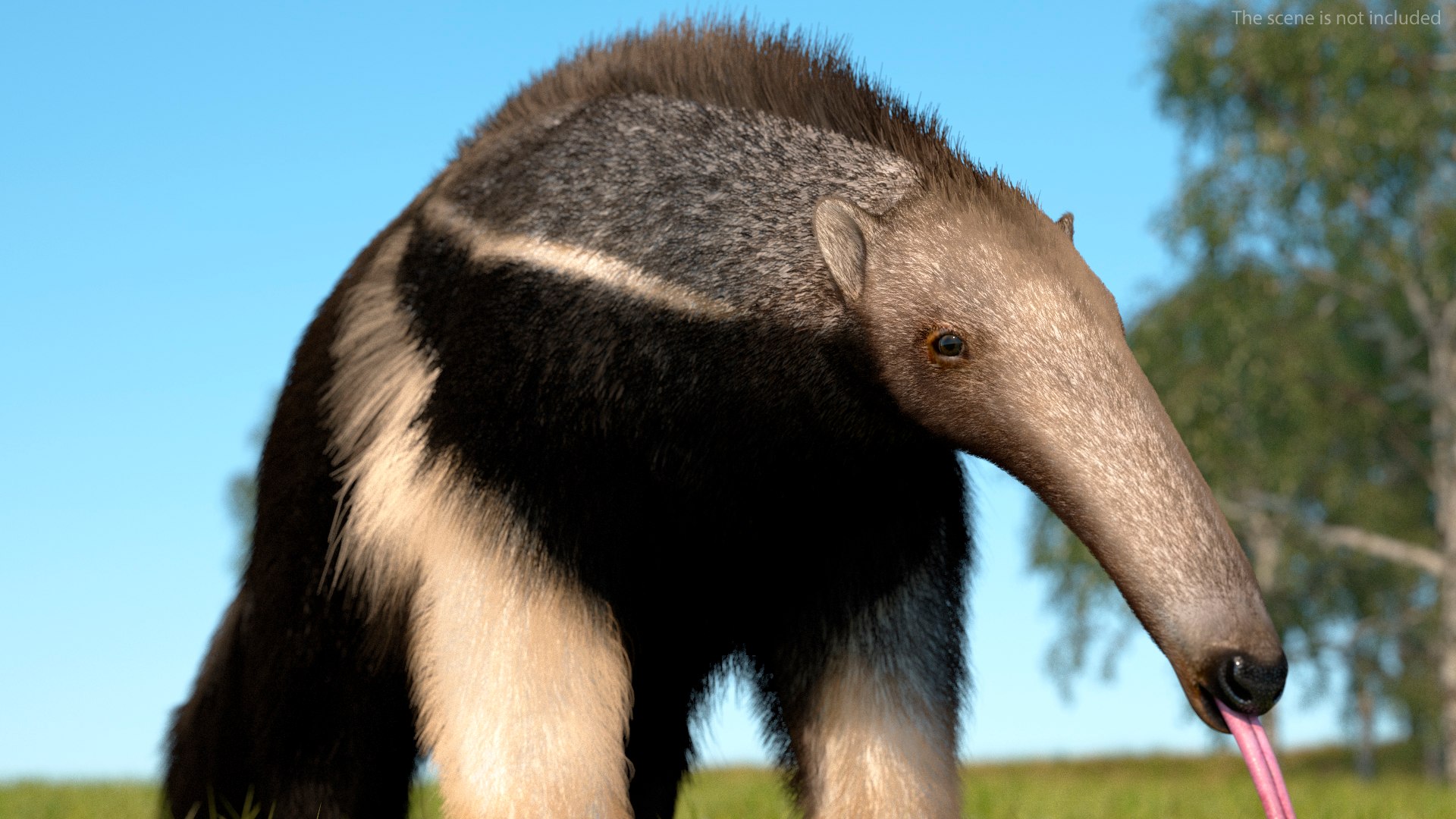 Anteater Standing Pose Fur 3D - TurboSquid 1839984