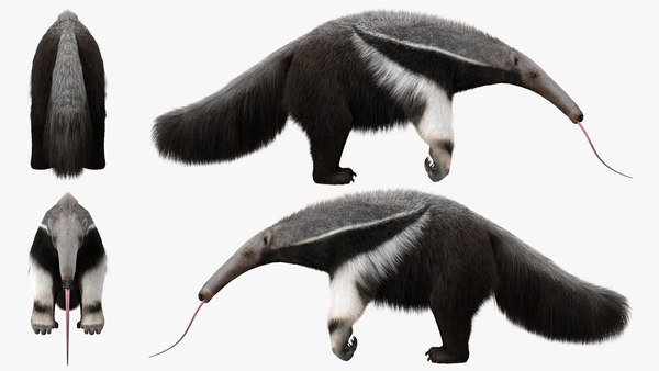 Pele em pose de tamanduá Modelo 3D - TurboSquid 1839984