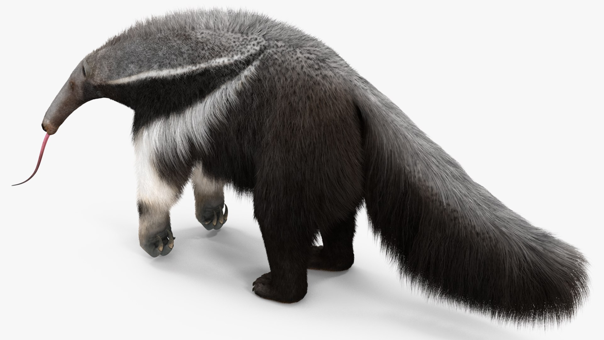 Anteater Standing Pose Fur 3D - TurboSquid 1839984