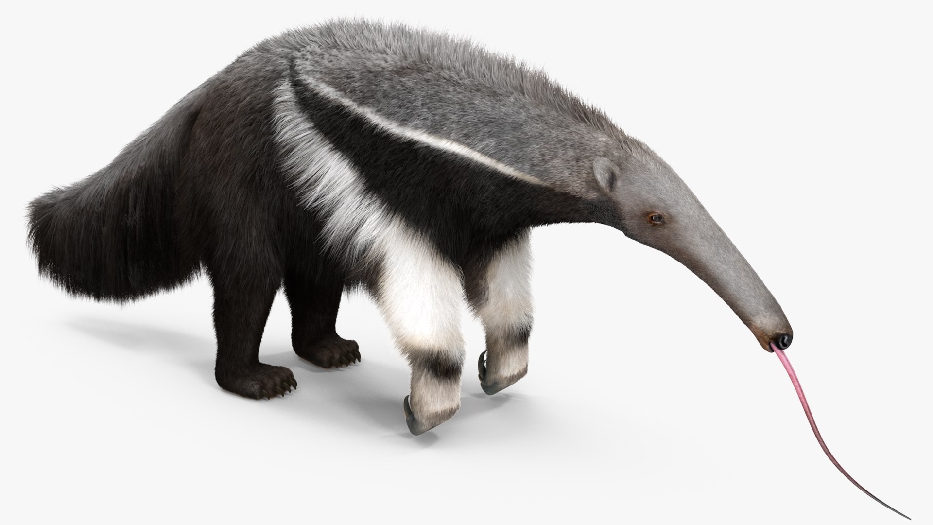 Anteater Standing Pose Fur 3D - TurboSquid 1839984